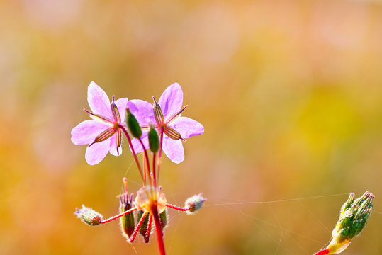 Pinwing Bilder – Durchsuchen 210 Archivfotos, Vektorgrafiken und Videos ...