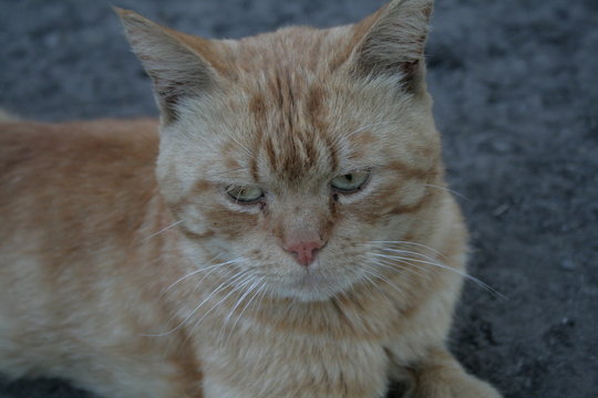 Пейзажи Images – Browse 989 Stock Photos, Vectors, and Video | Adobe Stock