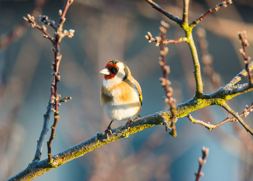 รูปภาพDistelfink – เลือกดูภาพถ่ายสต็อก เวกเตอร์ และวิดีโอ823 | Adobe Stock