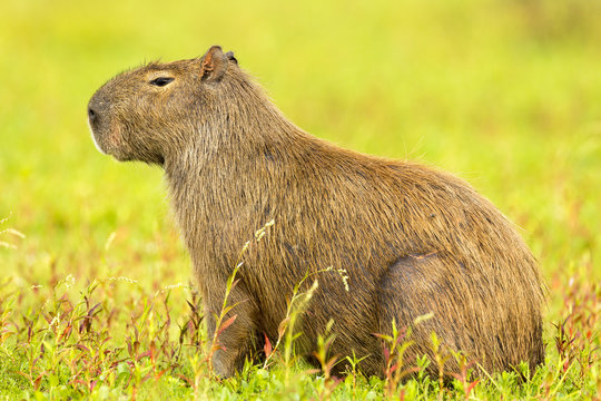 Capybara Bilder – Durchsuchen 16,916 Archivfotos, Vektorgrafiken und ...