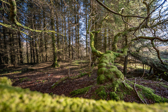 Falen Bilder – Durchsuchen 156 Archivfotos, Vektorgrafiken und Videos ...