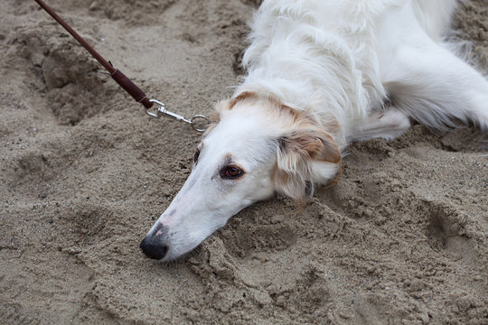 Dolichocephalic Images – Browse 61 Stock Photos, Vectors, and Video ...