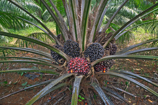 "Oil Palm" Images – Browse 8,232 Stock Photos, Vectors, and Video ...