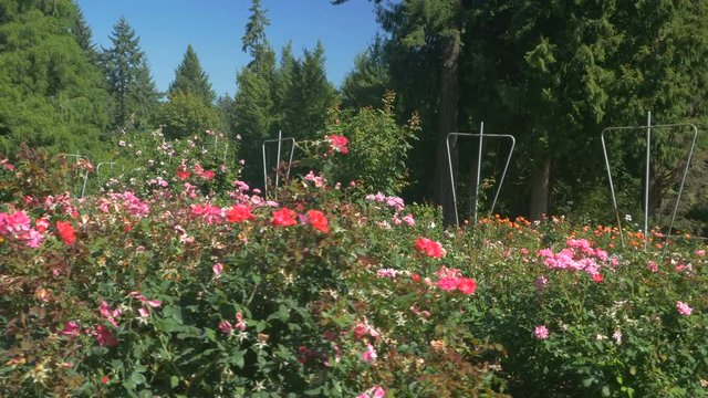 Imágenes de Test De Roses: descubre bancos de fotos, ilustraciones ...