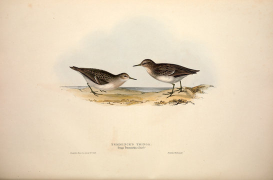 Purre bilder – Bläddra bland 155 stockfoton, vektorer och videor ...