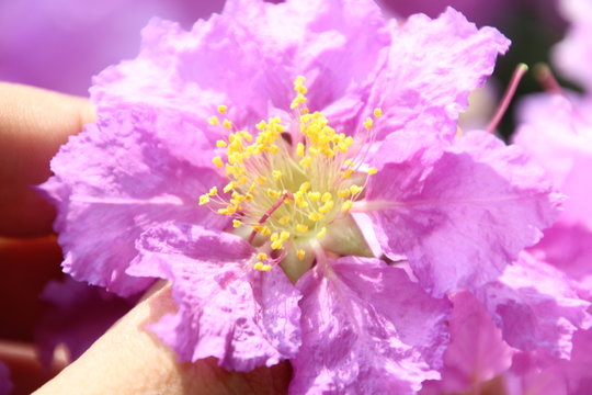 รูปภาพPyinma – เลือกดูภาพถ่ายสต็อก เวกเตอร์ และวิดีโอ123 | Adobe Stock