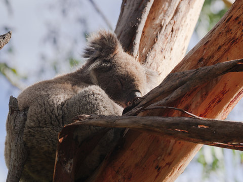 "Australian Mammal" Billeder – Gennemse 295 stockfotos, vektorer og ...
