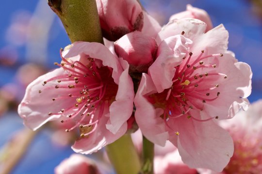 รูปภาพPessegueiro – เลือกดูภาพถ่ายสต็อก เวกเตอร์ และวิดีโอ530 | Adobe Stock