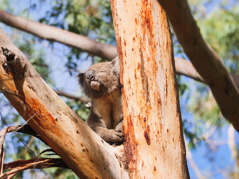 "Australian Mammal" Billeder – Gennemse 295 stockfotos, vektorer og ...