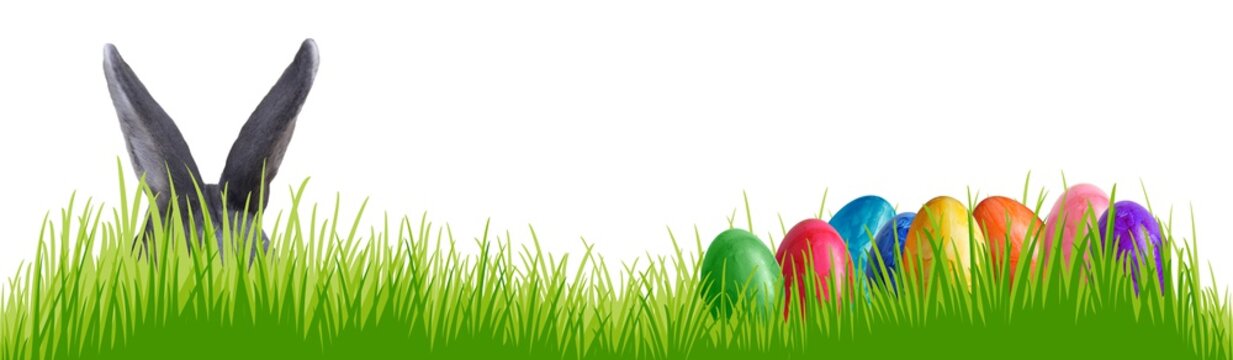 Kanickel-Bilder: Stock-Fotos & -Videos. | Adobe Stock