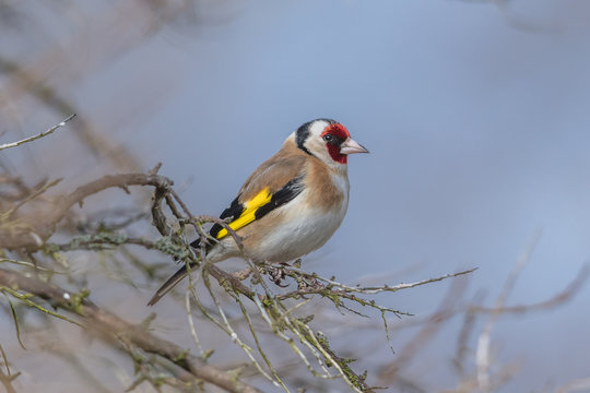 Distelfink Images – Browse 950 Stock Photos, Vectors, and Video | Adobe ...