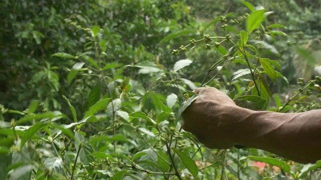 Chacruna Images – Browse 142 Stock Photos, Vectors, and Video | Adobe Stock