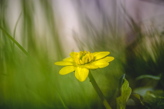 「Ficarioides」の写真素材 | 16件の無料イラスト画像 | Adobe Stock