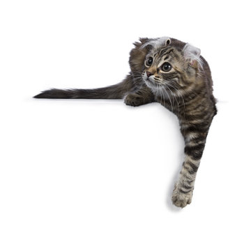 รูปภาพTabby – เลือกดูภาพถ่ายสต็อก เวกเตอร์ และวิดีโอ531,014 | Adobe Stock