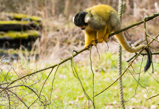 「Affenarten」の写真素材 | 24件の無料イラスト画像 | Adobe Stock