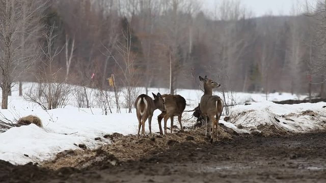 Chevreuils Images – Browse 402 Stock Photos, Vectors, and Video | Adobe ...