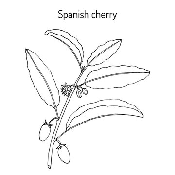 "Spanish Cherry" Images – Browse 335 Stock Photos, Vectors, and Video ...