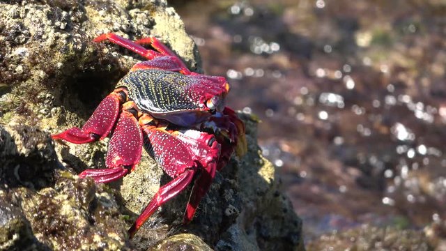 รูปภาพKrabbe – เลือกดูภาพถ่ายสต็อก เวกเตอร์ และวิดีโอ10,242 | Adobe Stock