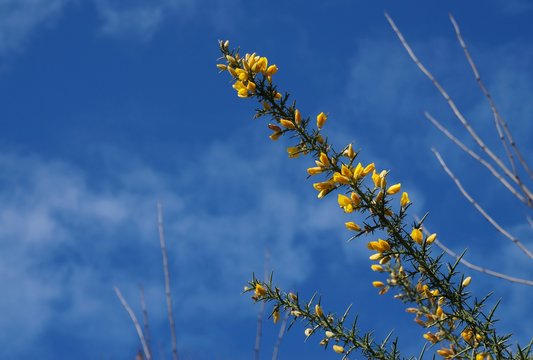 Tojo 이미지 찾아보기 193 스톡 사진 벡터 및 비디오 Adobe Stock