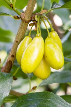 Imagens de Dogberry-Tree – Explore Fotografias do Stock, Vetores e ...