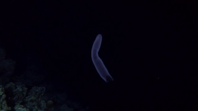 Pyrosomida Bilder – Durchsuchen 58 Archivfotos, Vektorgrafiken und ...