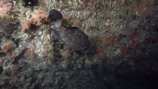 Imagens de Garrupa – Explore Fotografias do Stock, Vetores e Vídeos de ...