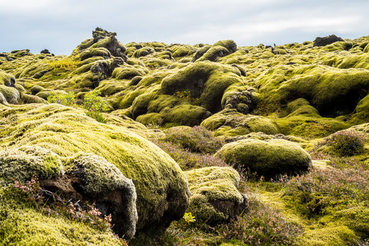 รูปภาพMoos – เลือกดูภาพถ่ายสต็อก เวกเตอร์ และวิดีโอ121,298 | Adobe Stock