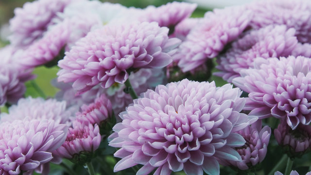 Chrysanth Images – Browse 7,996 Stock Photos, Vectors, and Video ...