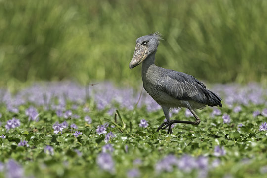 รูปภาพMatooke – เลือกดูภาพถ่ายสต็อก เวกเตอร์ และวิดีโอ141 | Adobe Stock