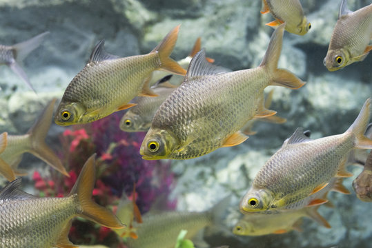 รูปภาพCyprinids – เลือกดูภาพถ่ายสต็อก เวกเตอร์ และวิดีโอ5,483 | Adobe Stock