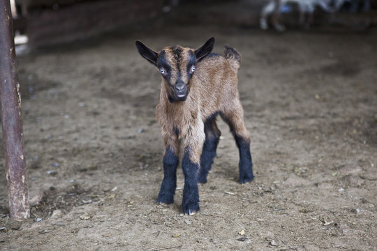 「Capretta」の写真素材 | 557件の無料イラスト画像 | Adobe Stock