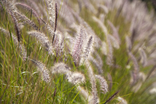 Cat Tail Grass