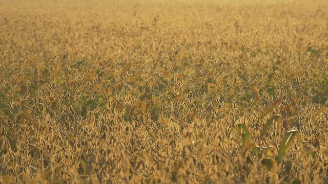 "Soy Field" Images – Browse 796 Stock Photos, Vectors, and Video ...