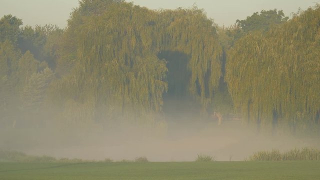 Imagens de "Willow Trees" – Explore Fotografias do Stock, Vetores e ...