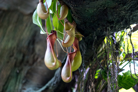 "Pipe Vine" Images – Browse 2,223 Stock Photos, Vectors, and Video ...