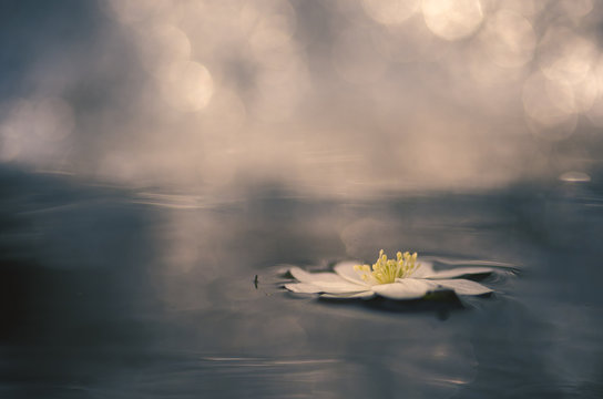รูปภาพReposante – เลือกดูภาพถ่ายสต็อก เวกเตอร์ และวิดีโอ551 | Adobe Stock