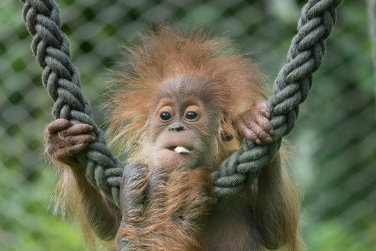 Affenbaby bilder – Bläddra bland 762 stockfoton, vektorer och videor ...