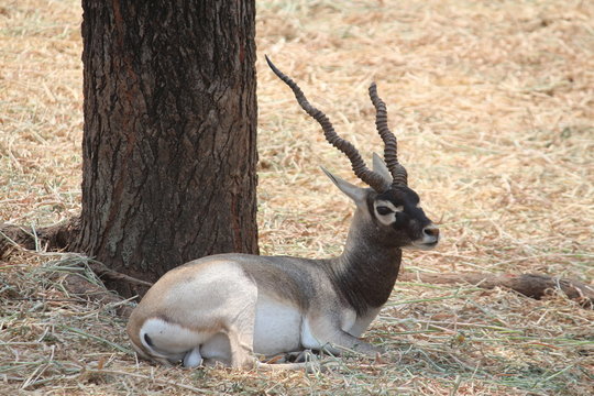 "Krishna Mruga" Images – Browse 1 Stock Photos, Vectors, and Video ...