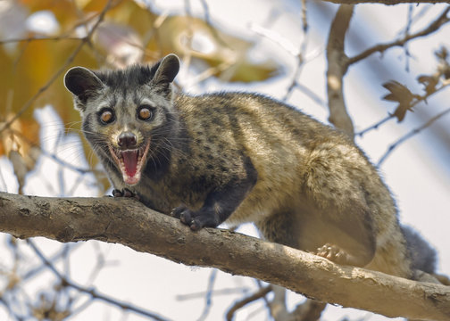 Palm Civet Cat