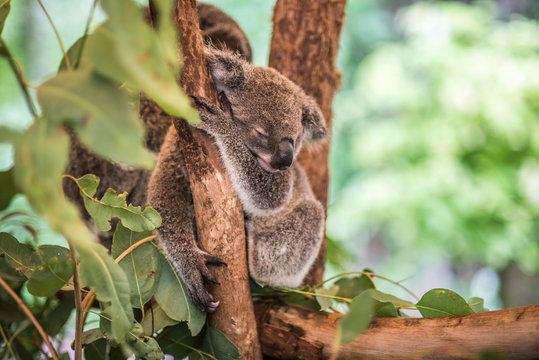 รูปภาพCoala – เลือกดูภาพถ่ายสต็อก เวกเตอร์ และวิดีโอ1,804 | Adobe Stock