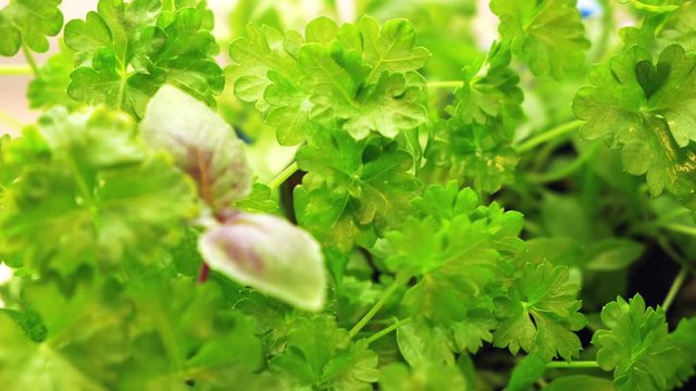 Pursley Images – Browse 389 Stock Photos, Vectors, and Video | Adobe Stock