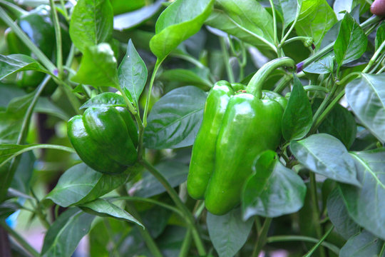 Poivrons Images – Browse 63 Stock Photos, Vectors, and Video | Adobe Stock