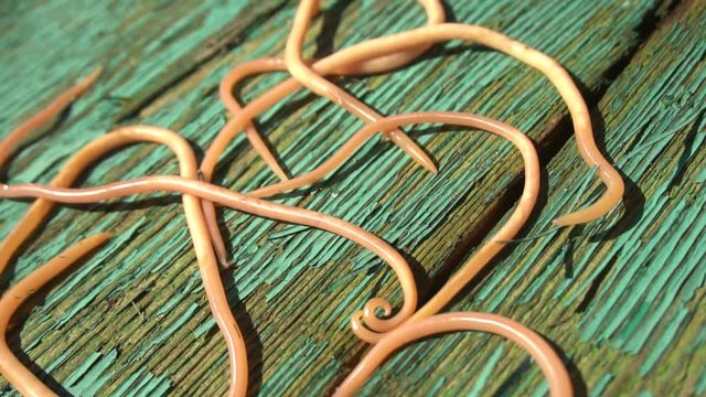 Ascarididae Images – Browse 350 Stock Photos, Vectors, and Video ...