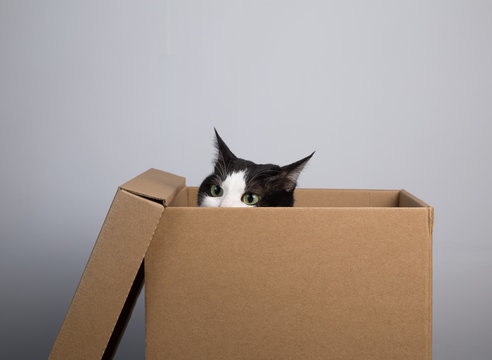 Cat In Cardboard Box Images – Browse 10,709 Stock Photos, Vectors, and ...