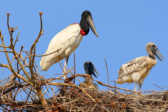 Jaburu Imagens – Procure 1,841 fotos, vetores e vídeos | Adobe Stock
