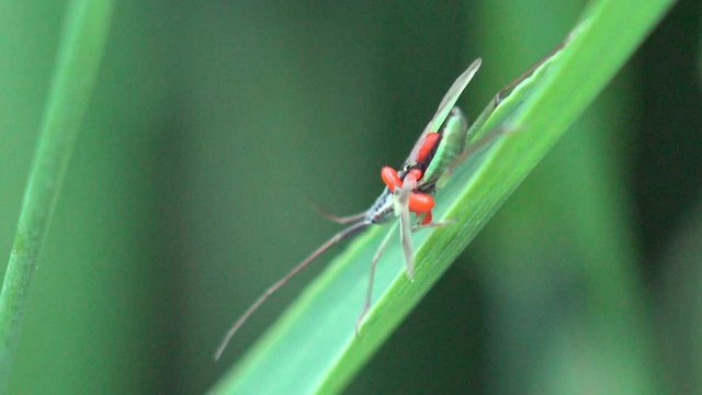 รูปภาพMiridae – เลือกดูภาพถ่ายสต็อก เวกเตอร์ และวิดีโอ763 | Adobe Stock