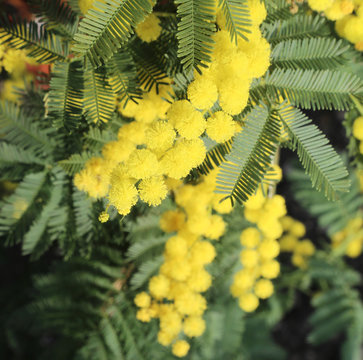 รูปภาพMimoseae – เลือกดูภาพถ่ายสต็อก เวกเตอร์ และวิดีโอ94 | Adobe Stock