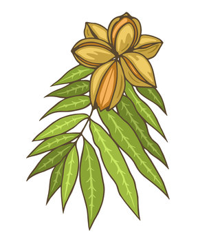 Pecan Tree Clip Art