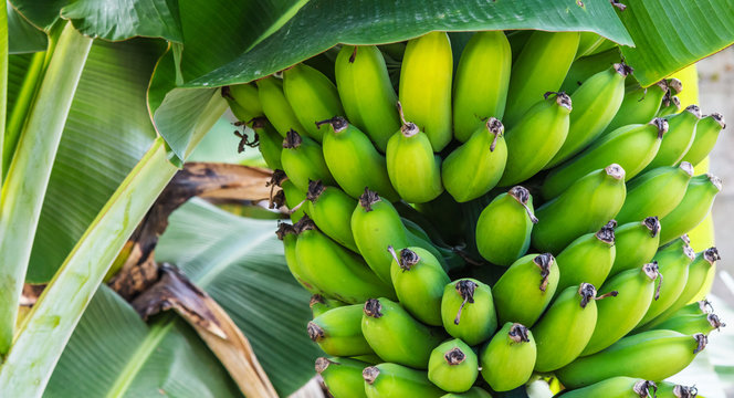 「Cacho」の画像 - 720 件の Stock 写真、ベクターおよびビデオ | Adobe Stock