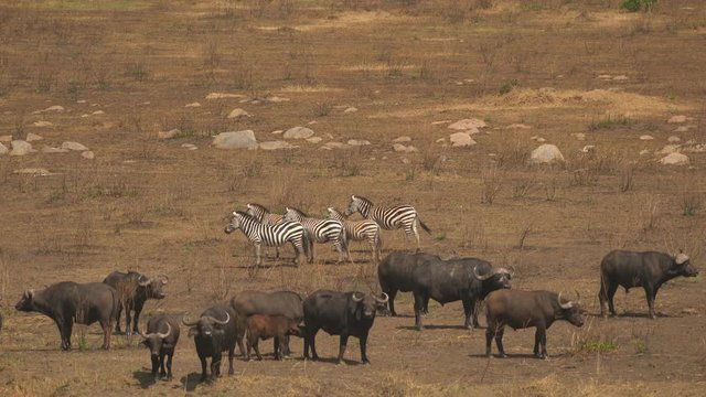 "African Buffalo" Images – Browse 20,378 Stock Photos, Vectors, and ...